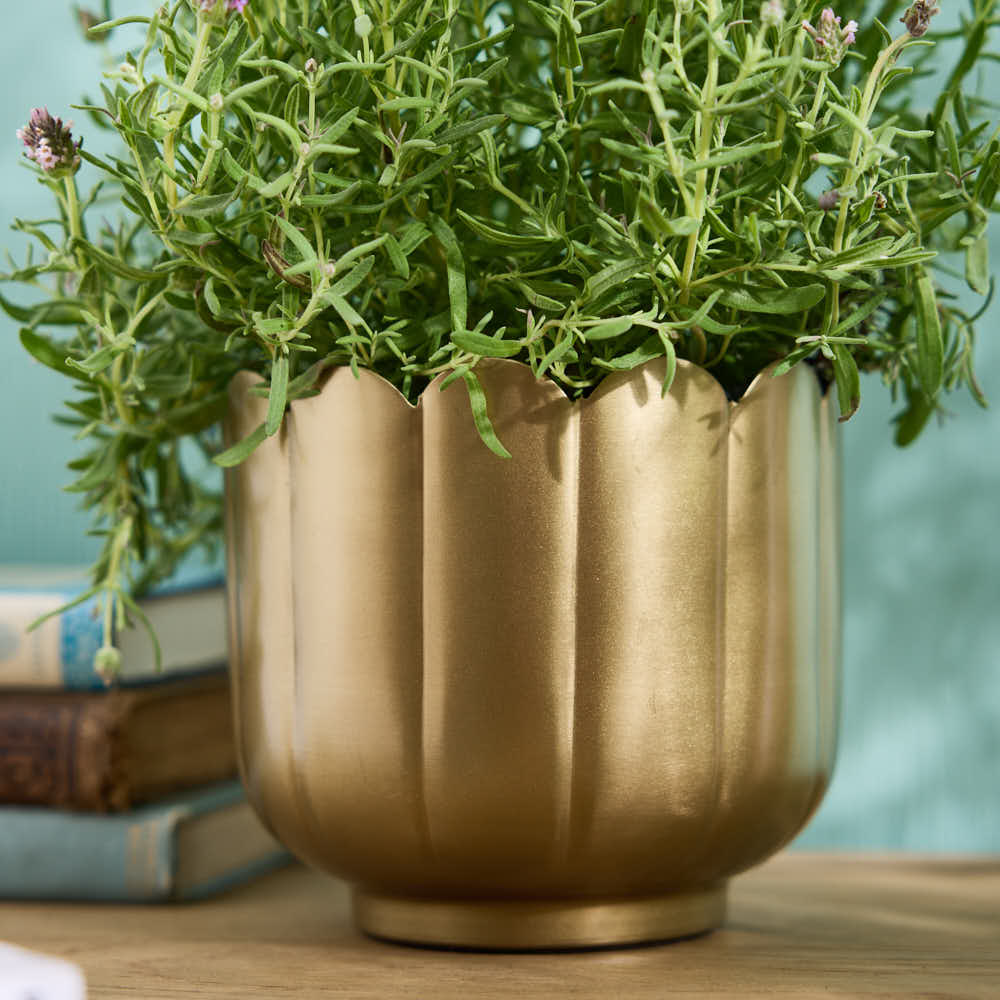 Gold Scalloped Planter | Evergreen Home Interiors
